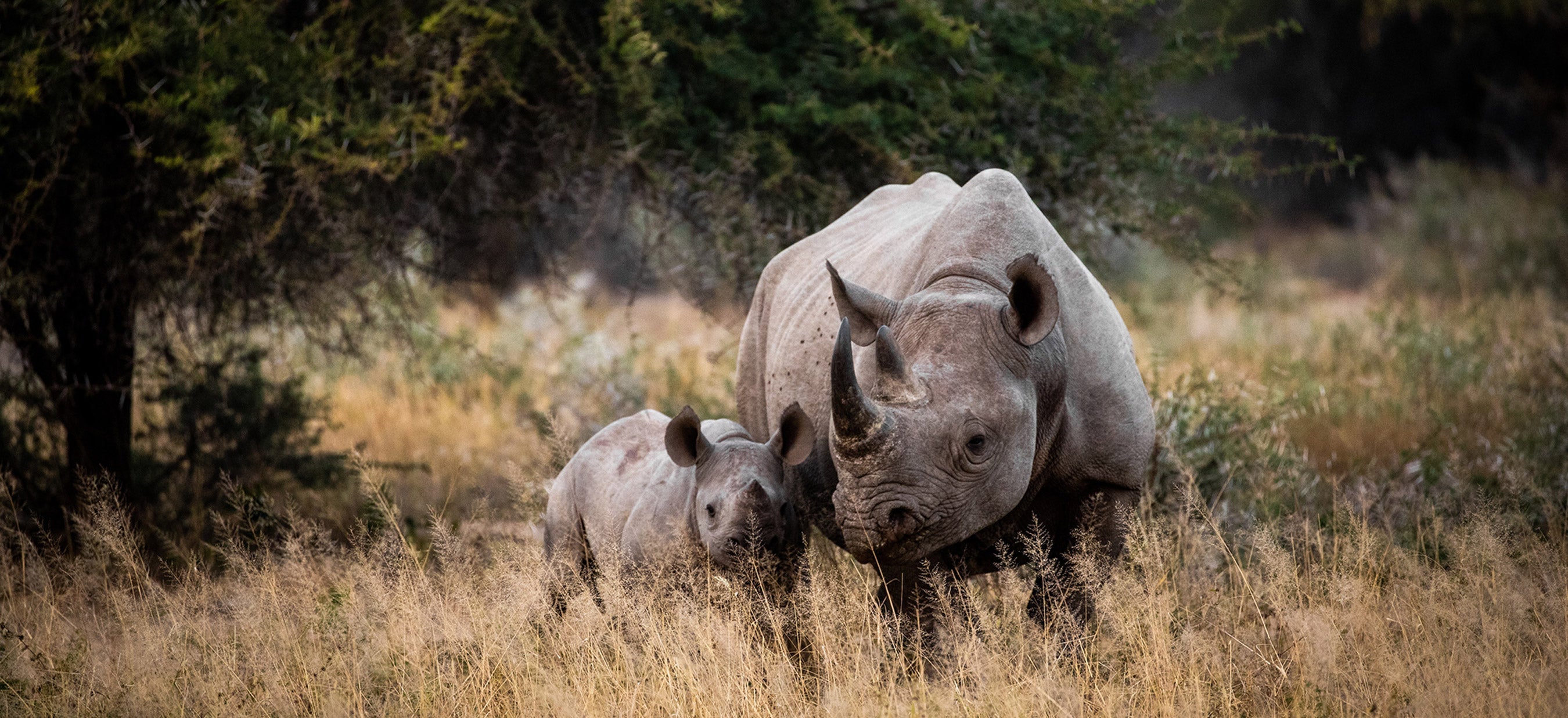 goTenna enhances wildlife preservation efforts and park ranger safety